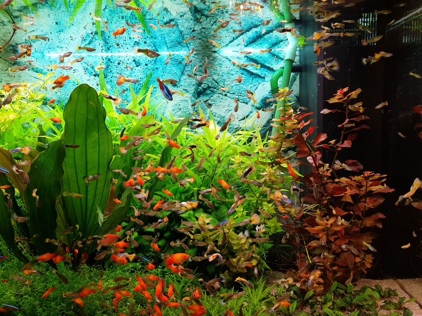 Гуппи, пецилии