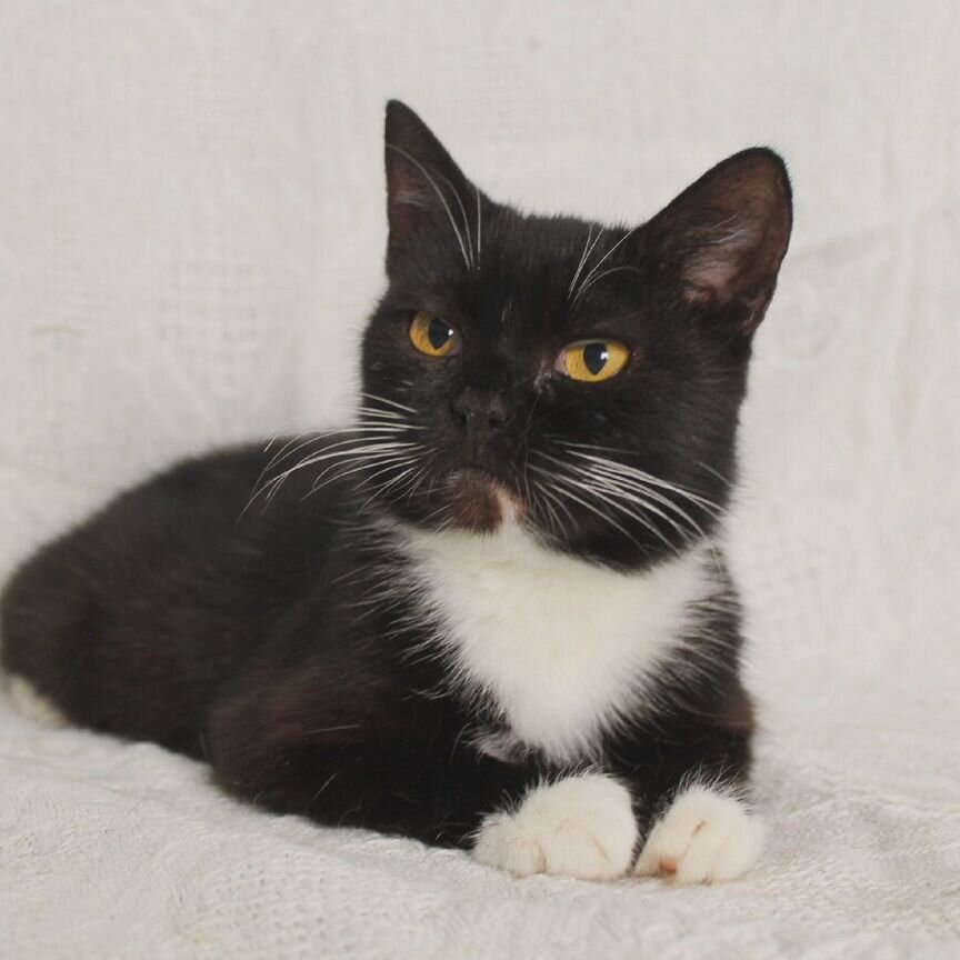 Отдам кошечку в добрые руки