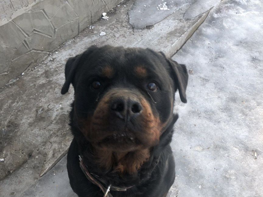 Щенки ротвейлера