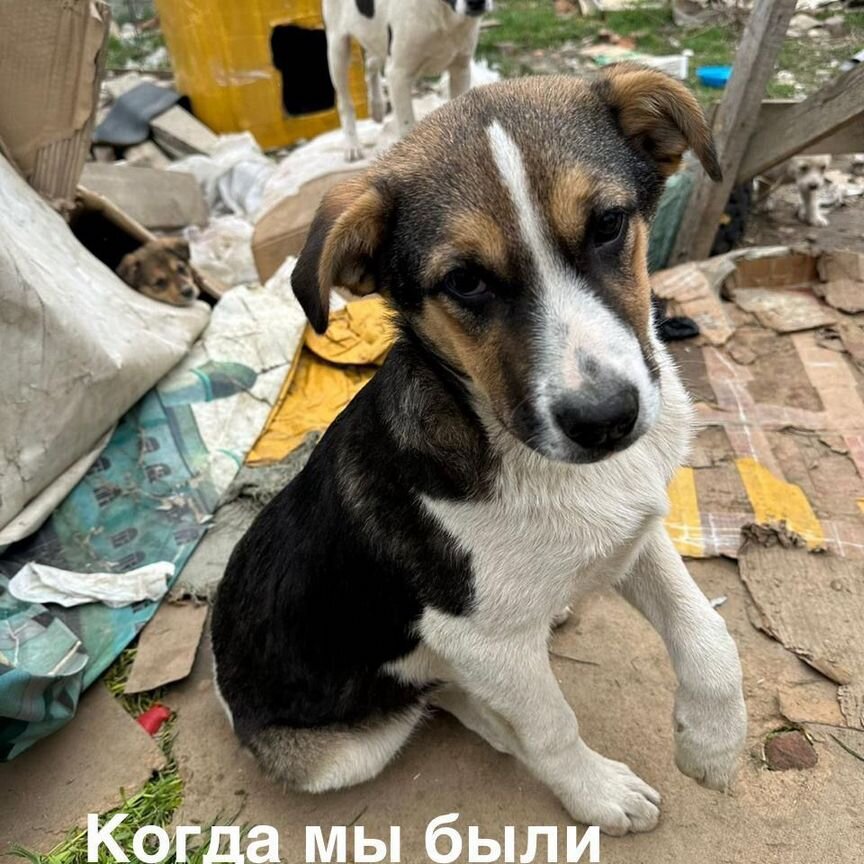 Собака в добрые руки