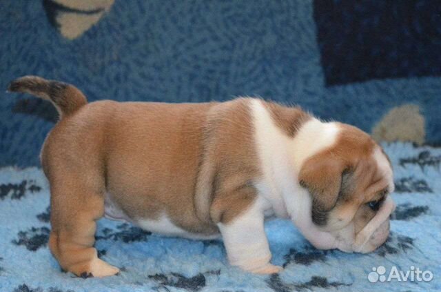 Английский бульдог