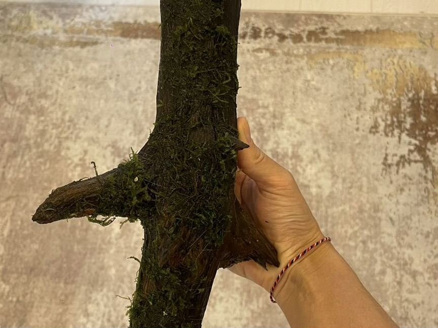 Коряга с мхом в аквариум