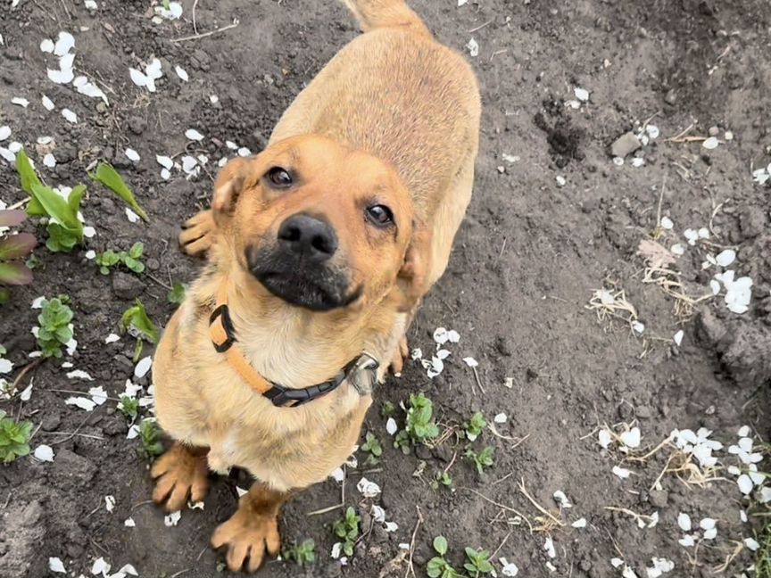 Финик в добрые руки