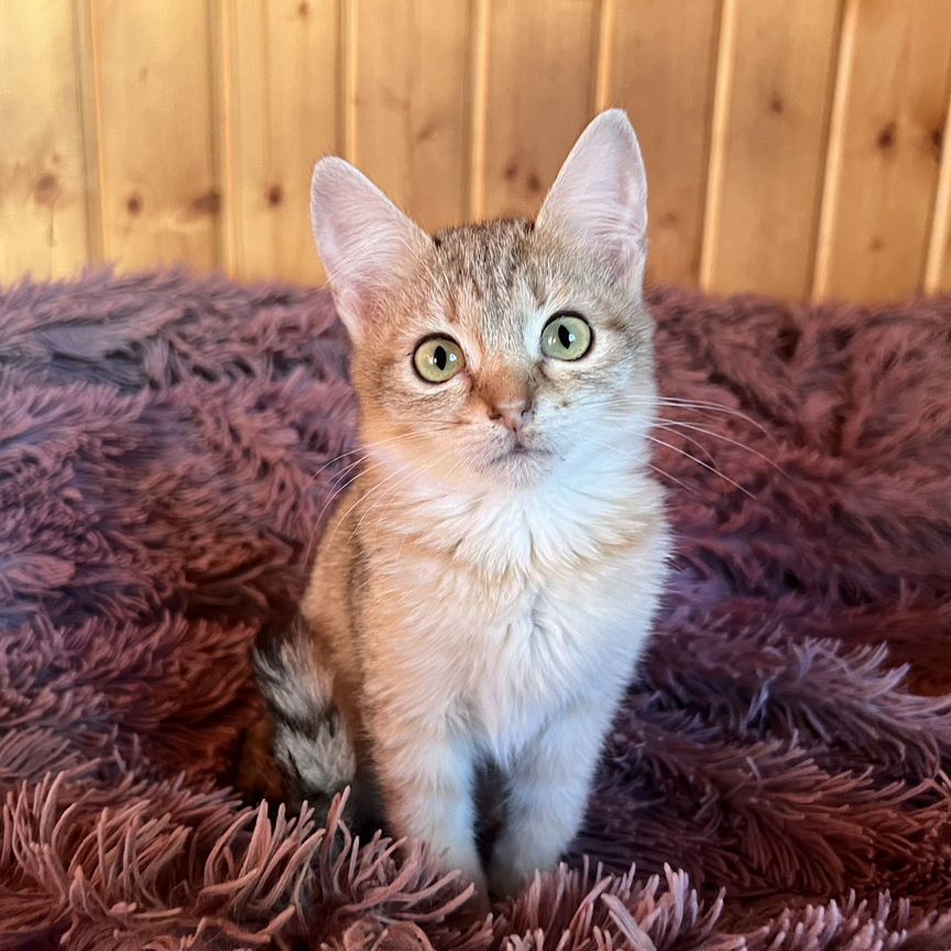 Котенок в добрые руки