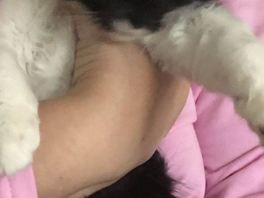 Котики
