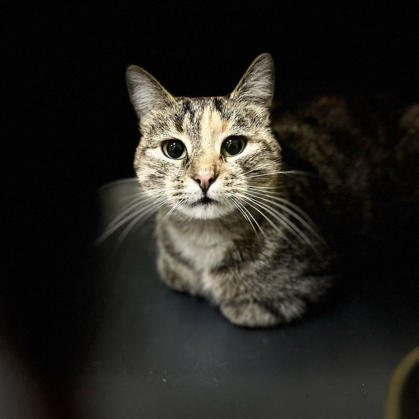 У Ляли осталось пять дней