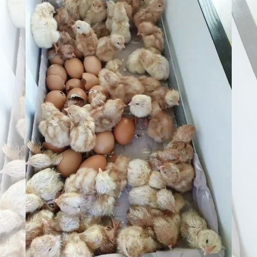 Цыплята суточные браунник Петушки и Курочки