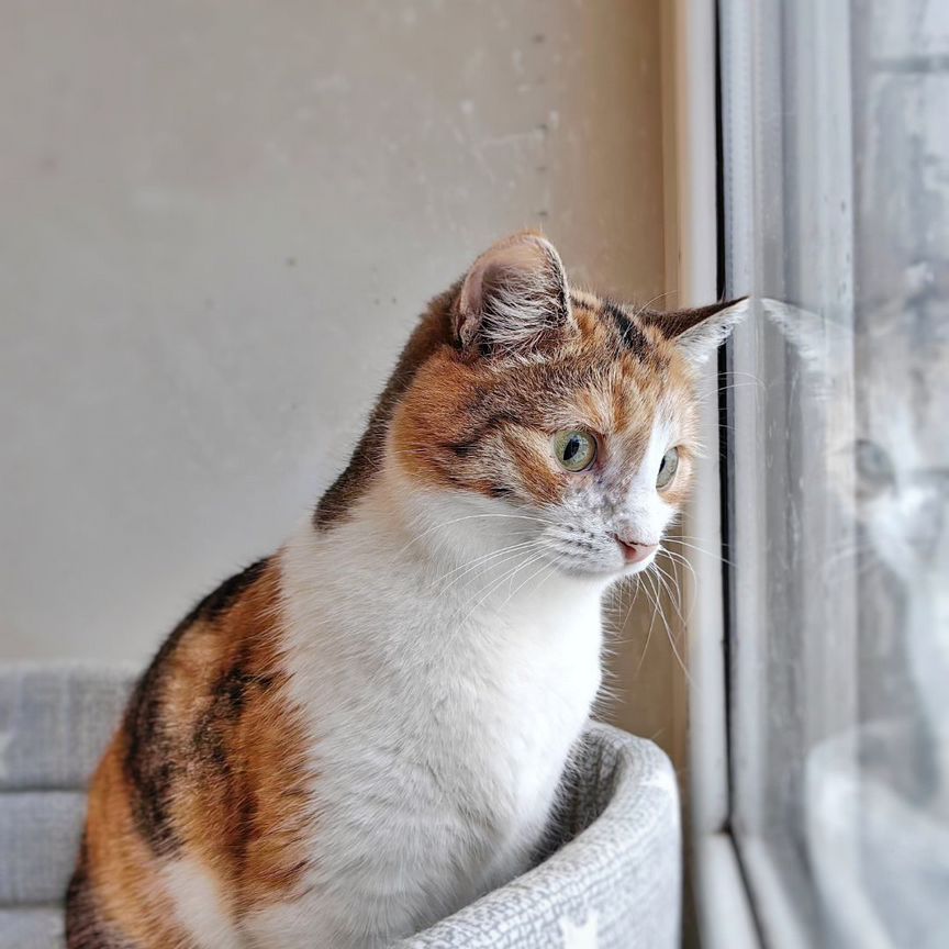 Кошка в дар бесплатно