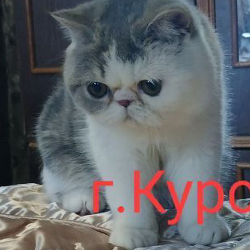 Экзотический короткошёрстный котёнок