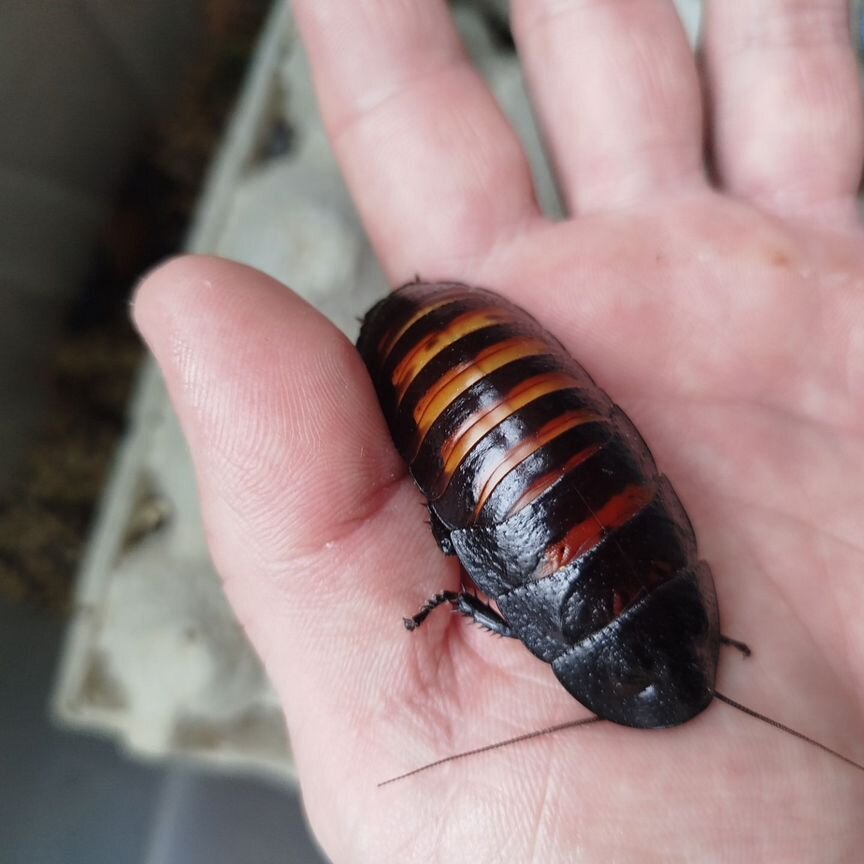 Тараканы кормовые