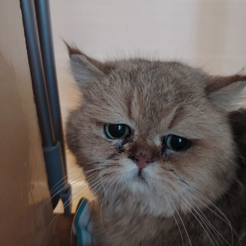 Британский кот