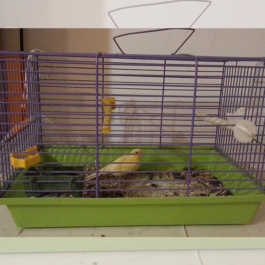 Канарейка отдам(бронь до 19.11)до 12:00