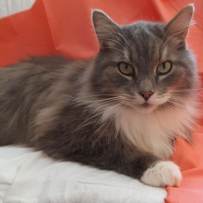 Кот, "сибиряк"