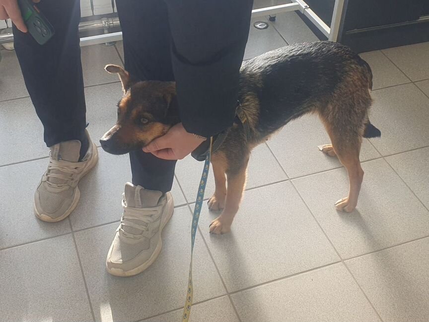 Небольшой собачке нужна семья