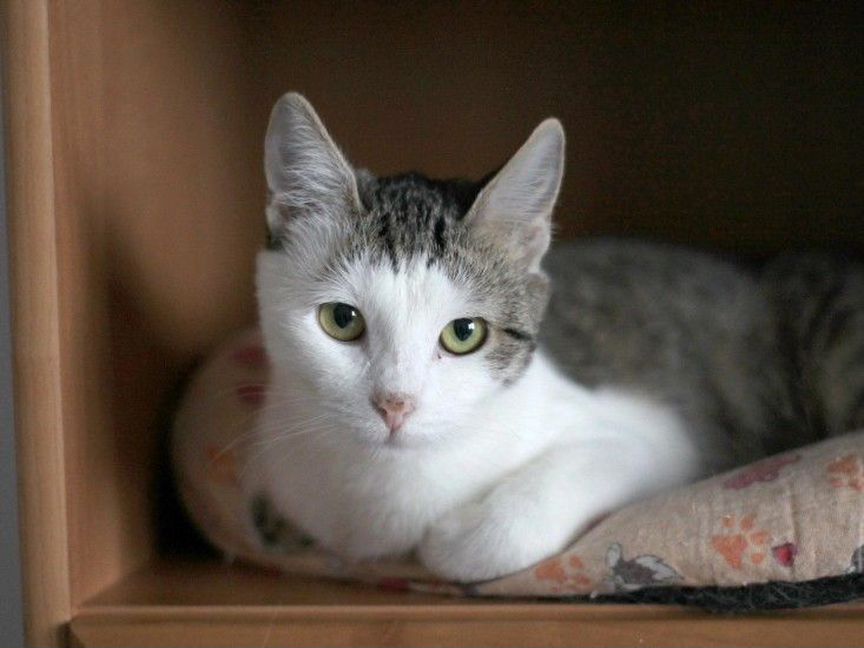 Кошечка из приюта ищет дом