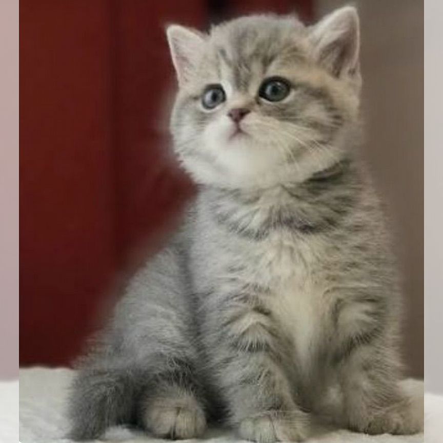 Шотландский прямоухий короткошёрстный котёнок