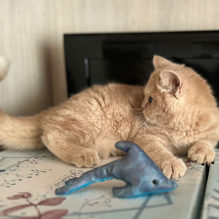Котенок- девочка 3 мес