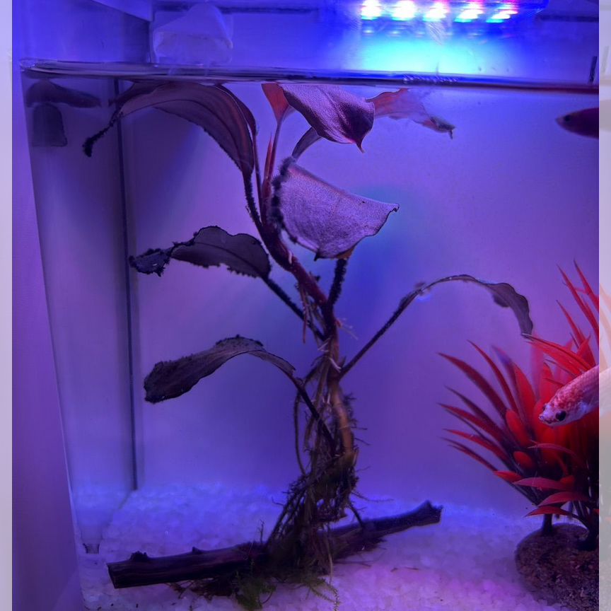 Водоросли для аквариума Буцефаландра