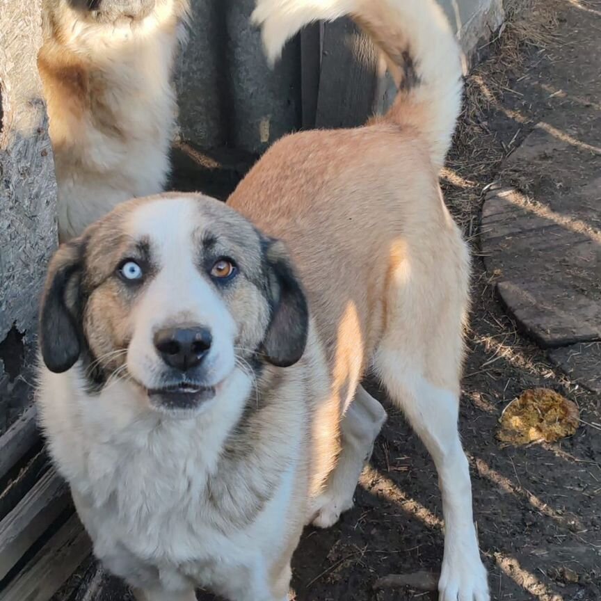 Верный друг