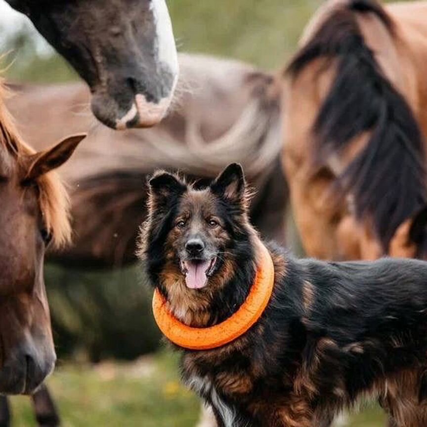 Песик в добрые руки