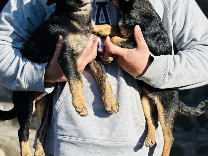 Щенки - коротколапики ищут дом