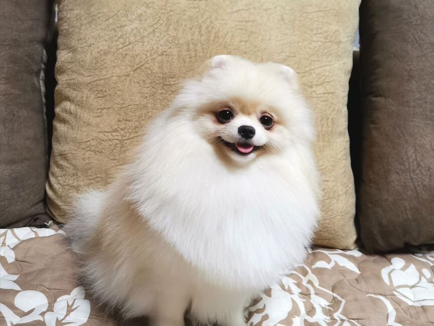 Померанский шпиц мини девочка