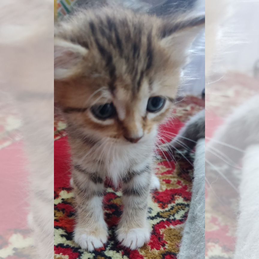 Отдам котёнка в добрые руки