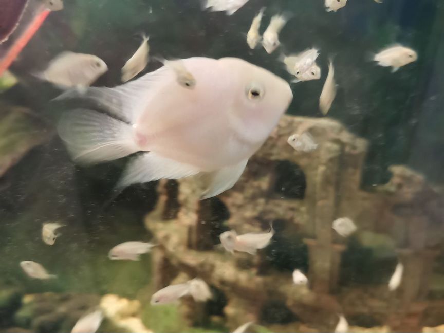 Аквариумные рыбки попугай