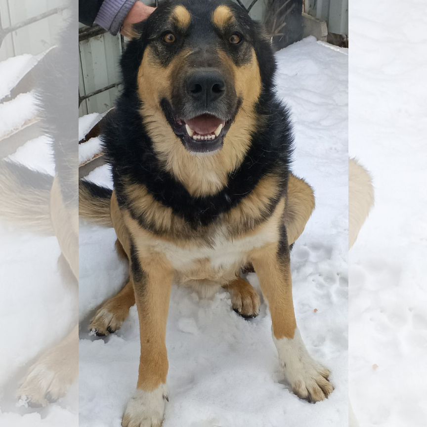 Взрослый пёс в добрые руки