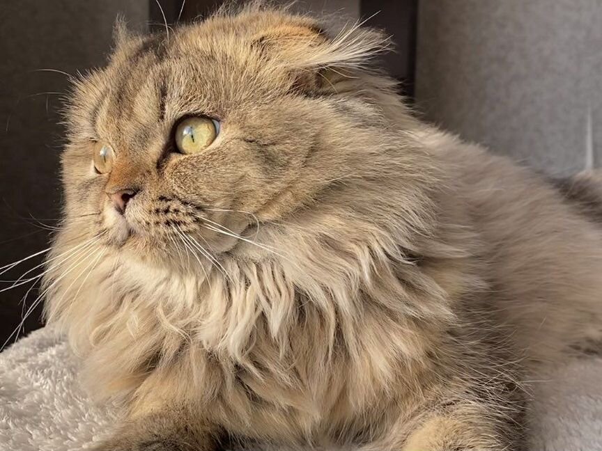 Шотландский кот на вязку