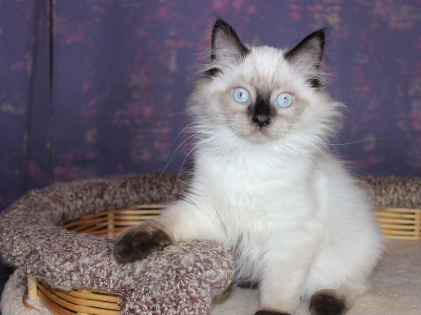 Невский маскарадный кот