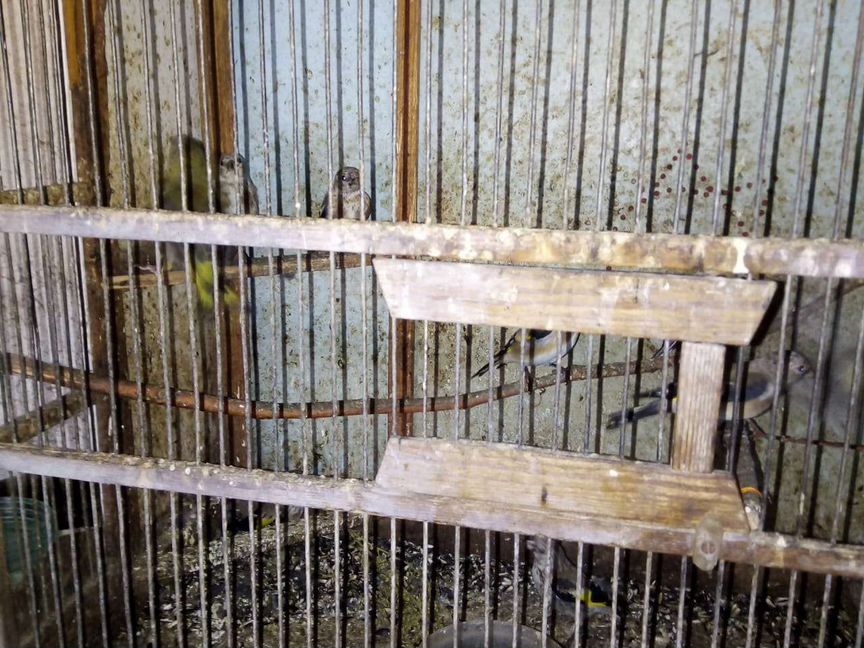 Птица щегол