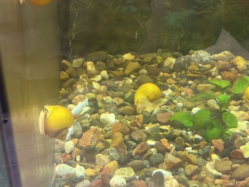 Креветки Амано, ампулярии улитки