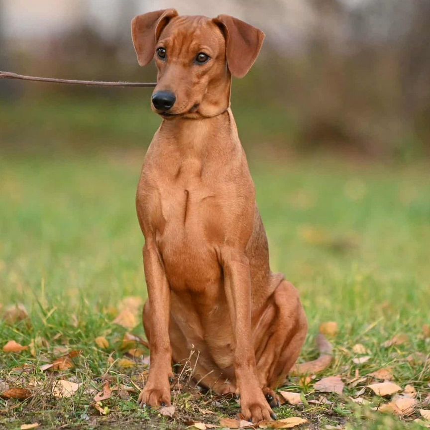 Немецкий пинчер, щенок