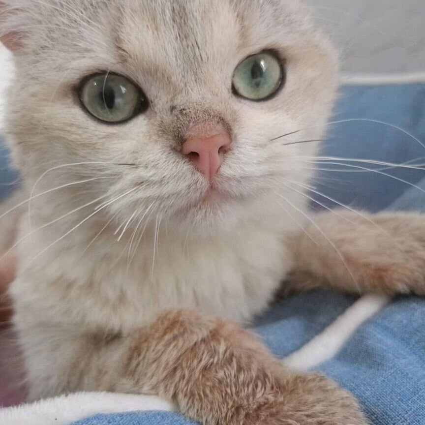 Котенок мальчик малыш