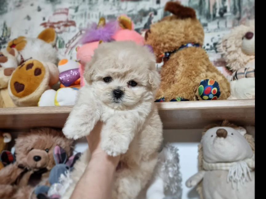 Maltipoo F1 очень красивые щенки