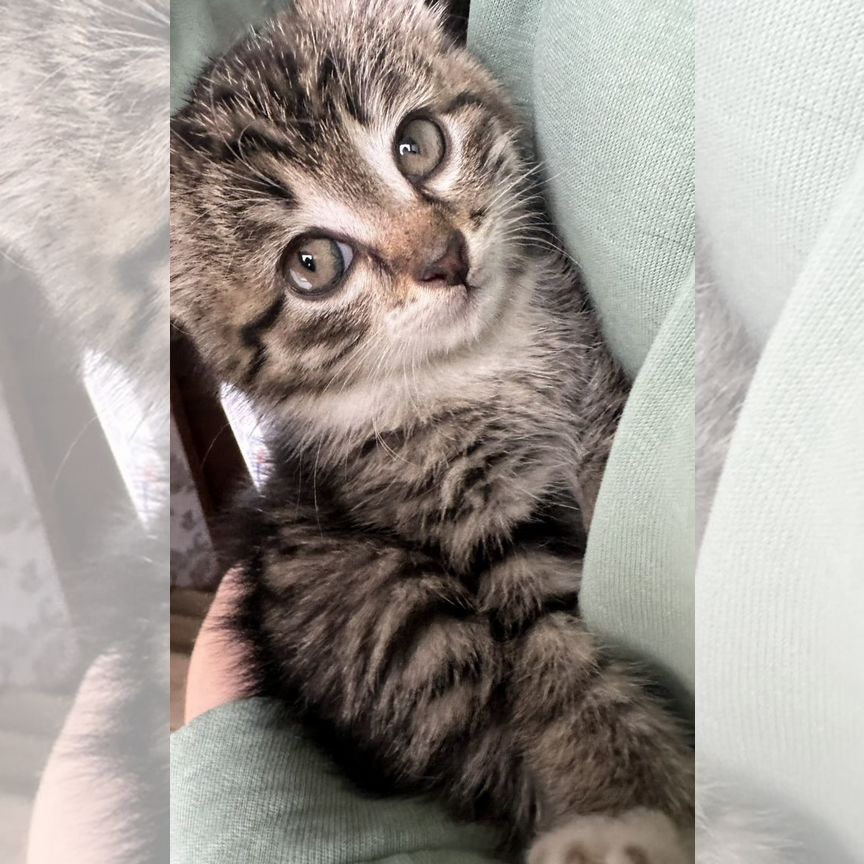 Сибирский котёнок
