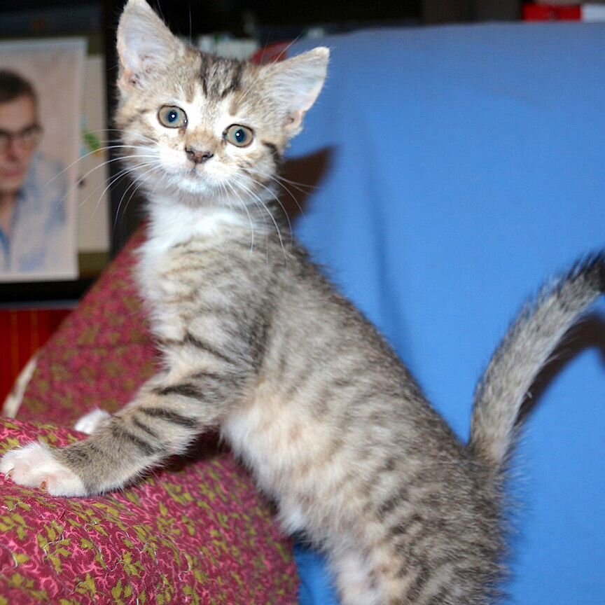 Котёнок в добрые руки