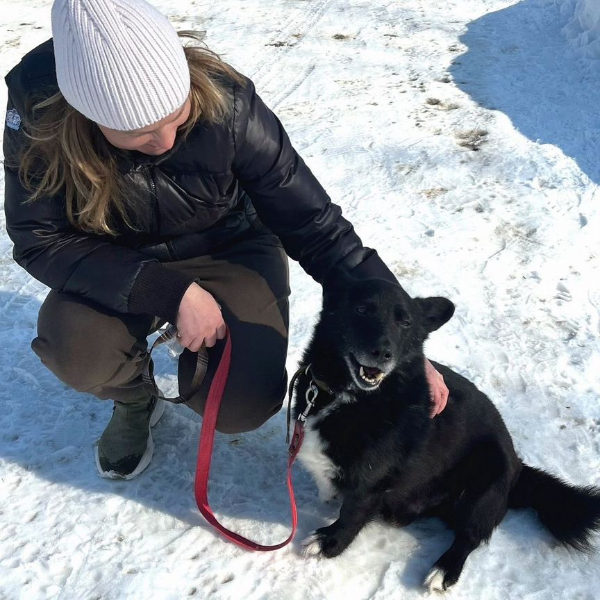 Взрослый пёс в добрые руки