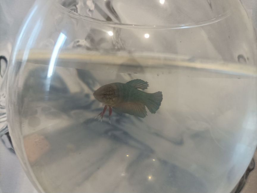 Рыбка самка петушка