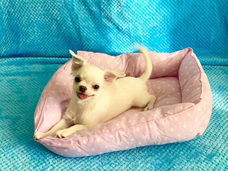 Собака улыбака