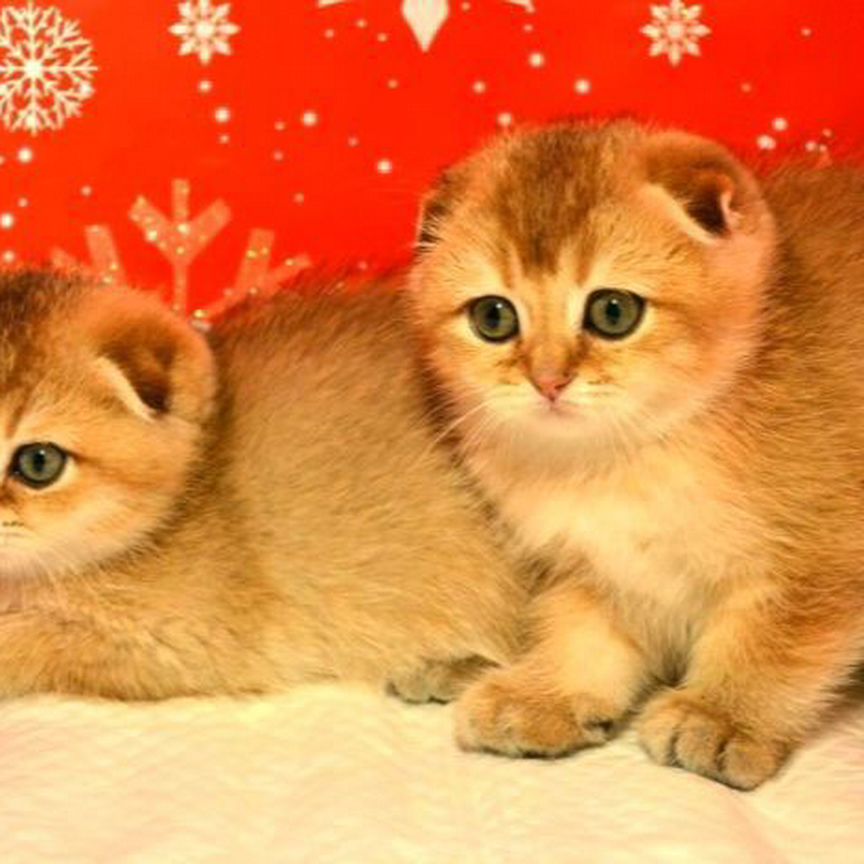 Золотые Шиншиллы) скоттиш фолд