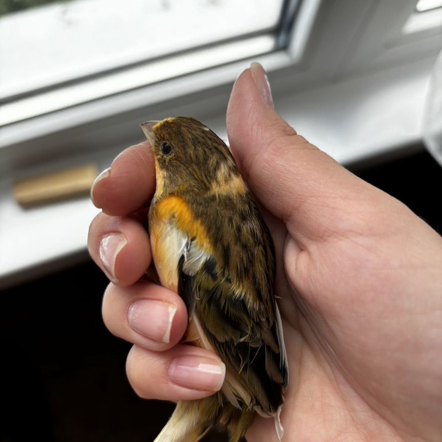 Кенара и канарейки