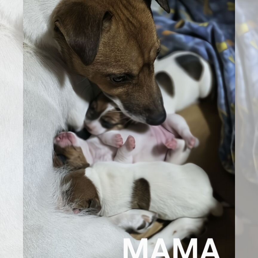 Джек-рассел-терьер, щенок