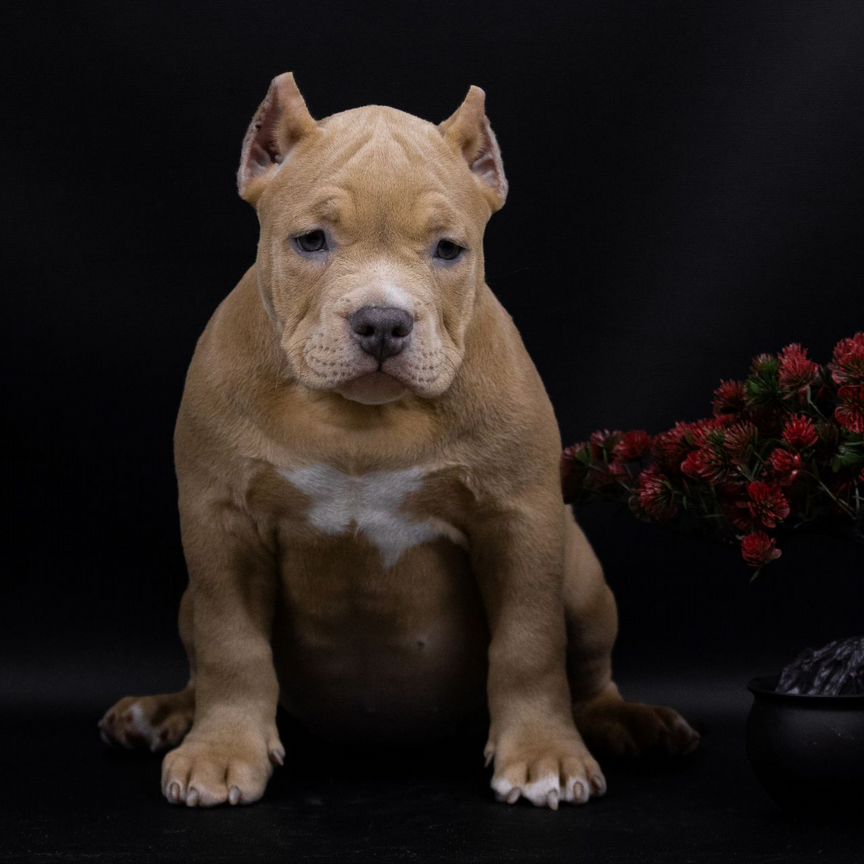 Бомбезная американский булли