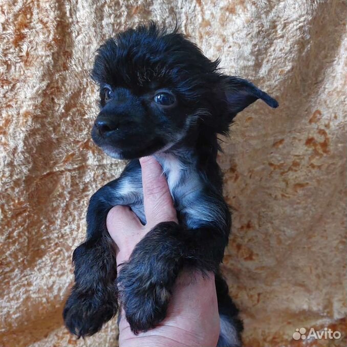 Черно подпалый миниатюрный китайчонок