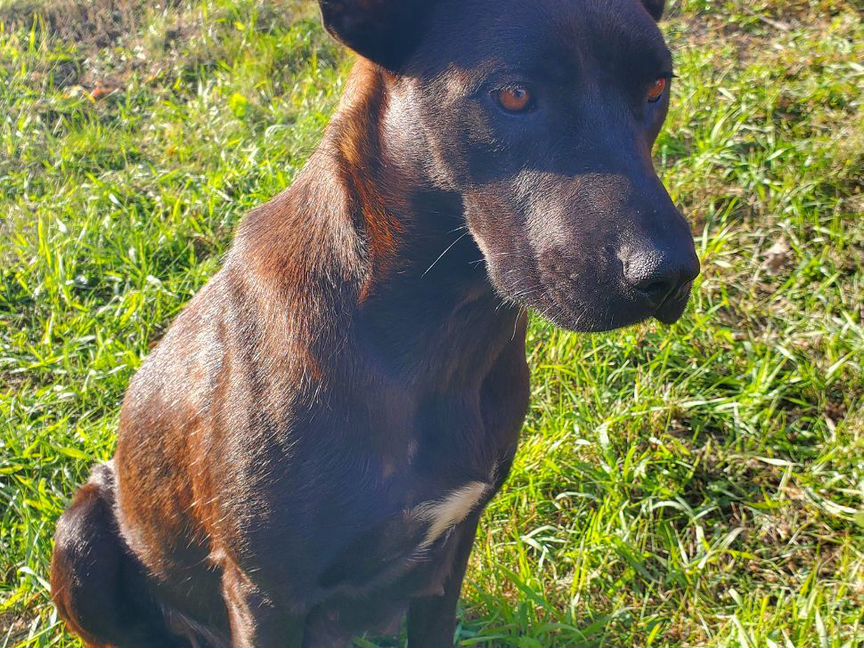 Собака в добрые руки