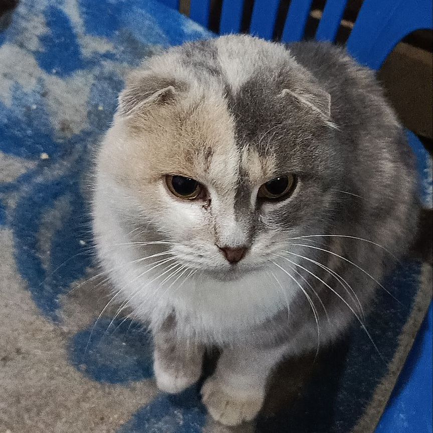 Мегаспокойная кошка-невидимка