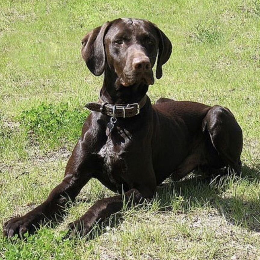 Курцхаар, взрослый пёс