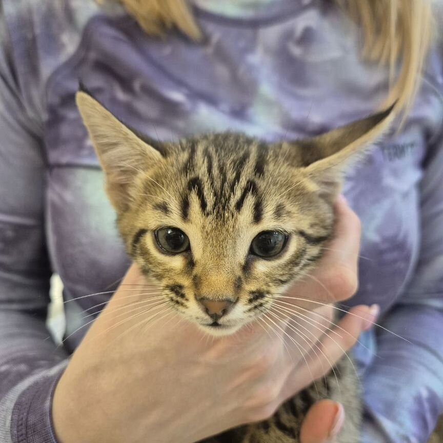 Котята в добрые руки бесплатно